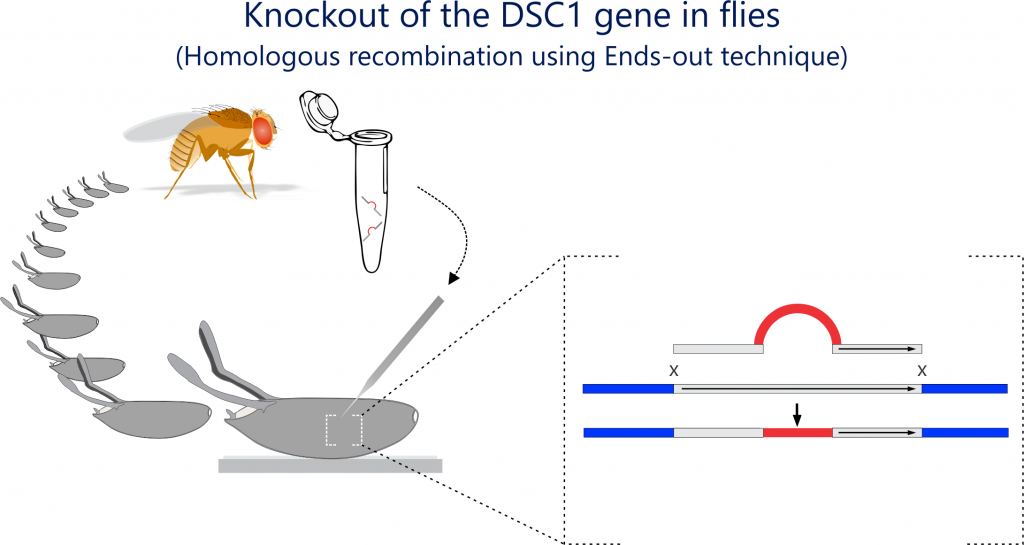 Physiological function of the DSC1-family ion channels – Ke Dong Lab